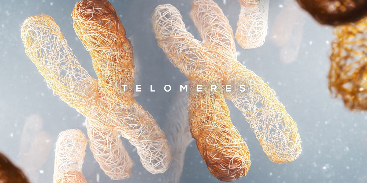 What Are Telomeres And Why Are They Important? | Next Health