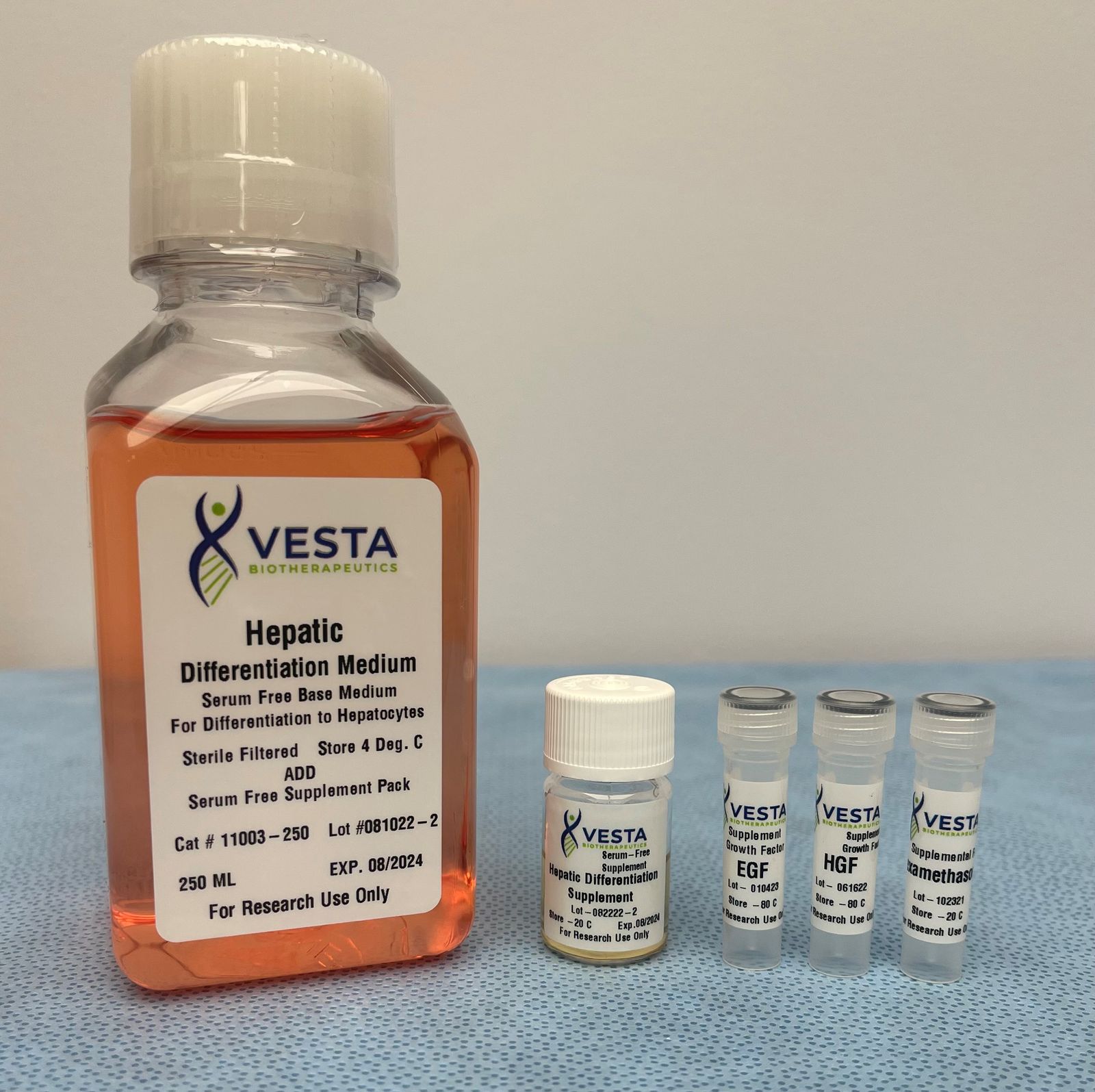 Hepatic Model - Vesta Biotherapeutics