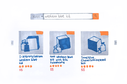 Western Blot Kits & Buffers: What’s Included & Common Uses