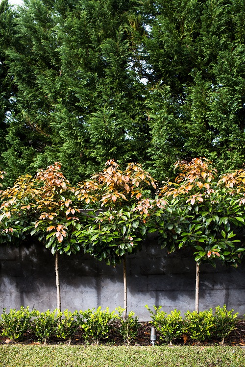 What’s a pleached Quondong?? - Harrisons Landscape