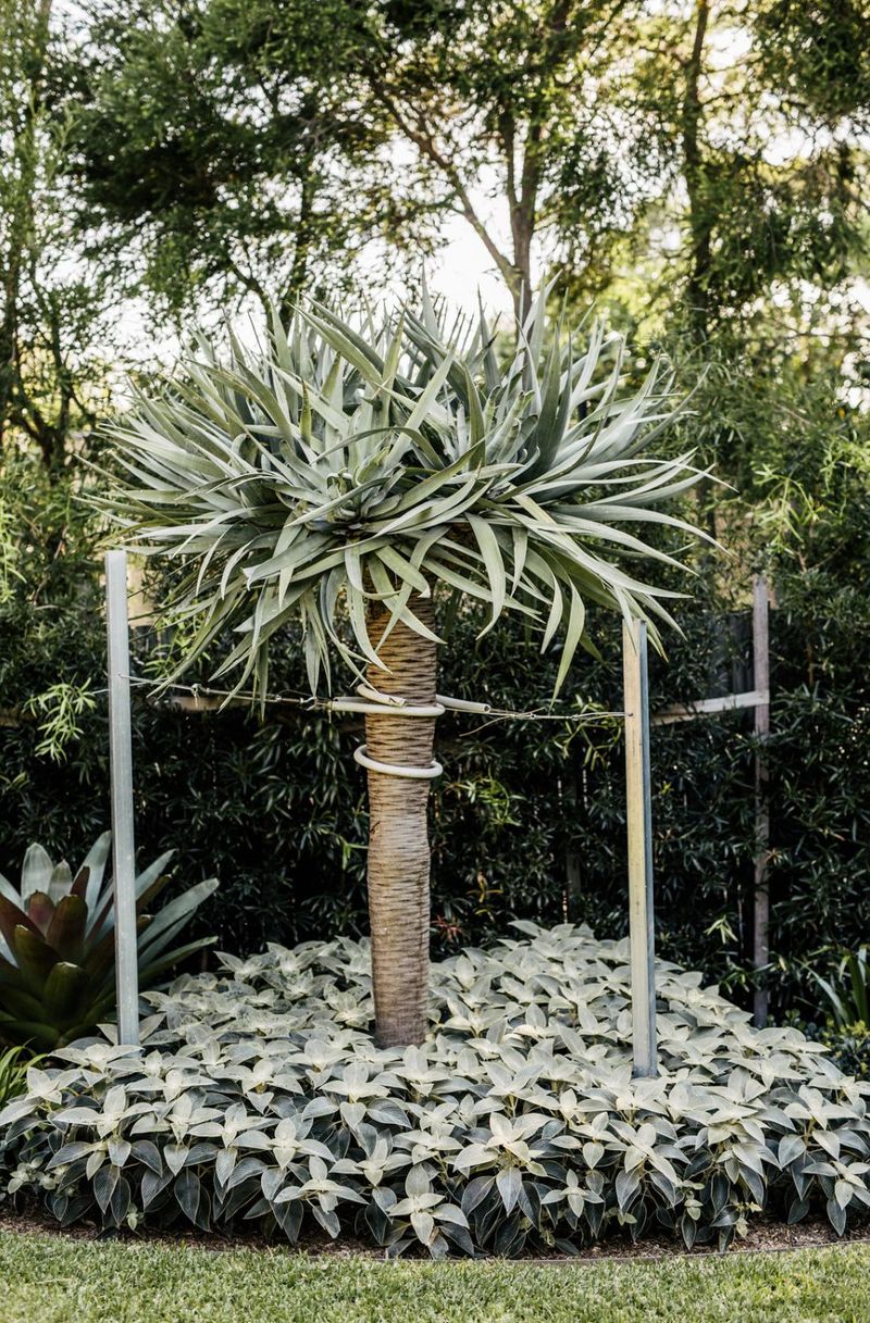 Sub Tropical Garden Design in Sydney - Harrisons Landscape