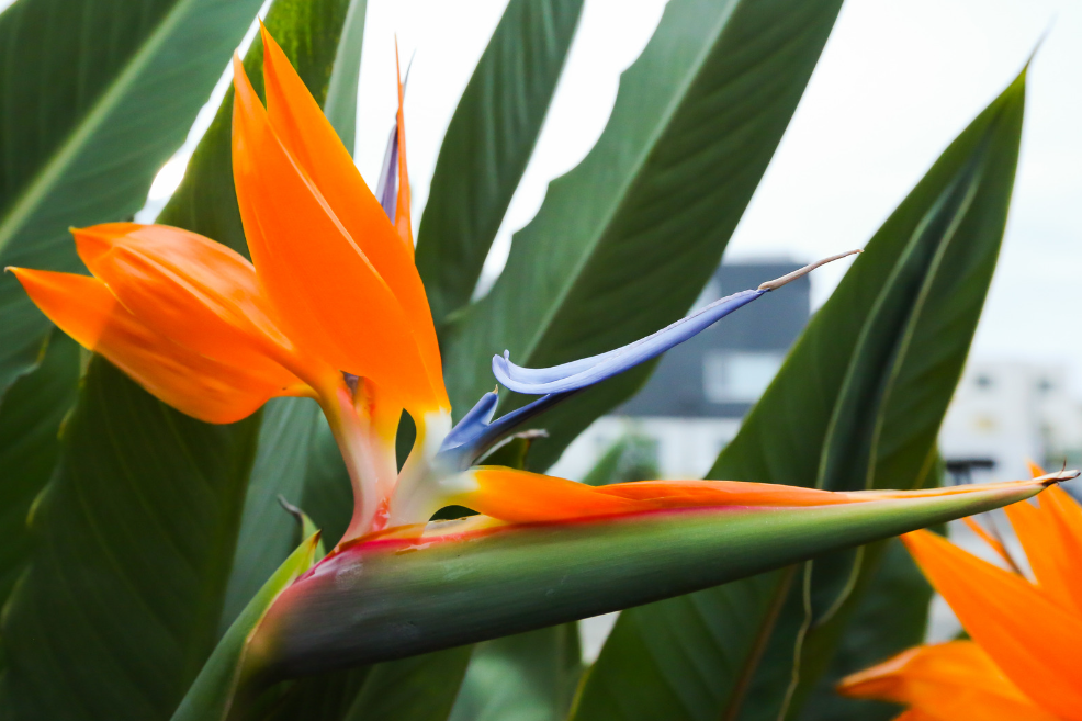 Sub Tropical Garden Design in Sydney - Harrisons Landscape