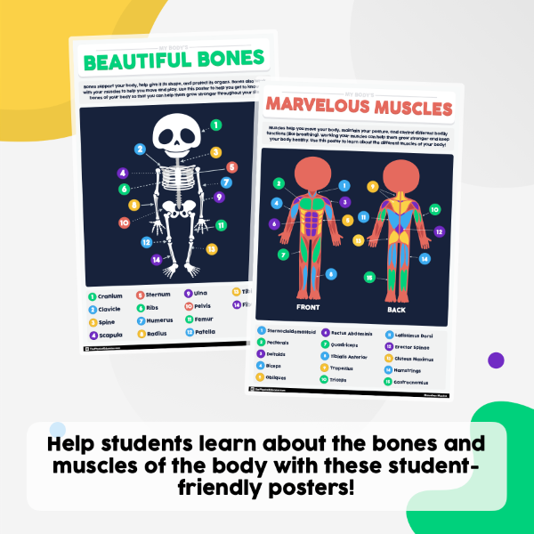 Student-Friendly Anatomy Posters • PE Resources