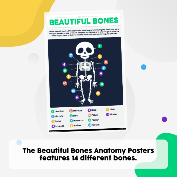 Student-Friendly Anatomy Posters • PE Resources