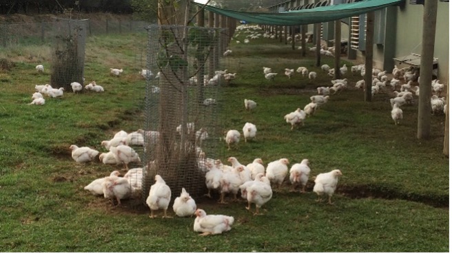 Strategy Study: The Inghams Enterprises Growth Study