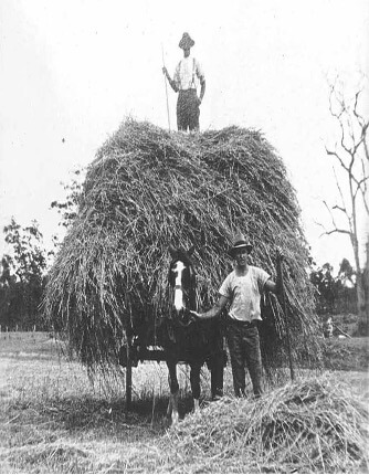 Strategy Study: The Inghams Enterprises Growth Study