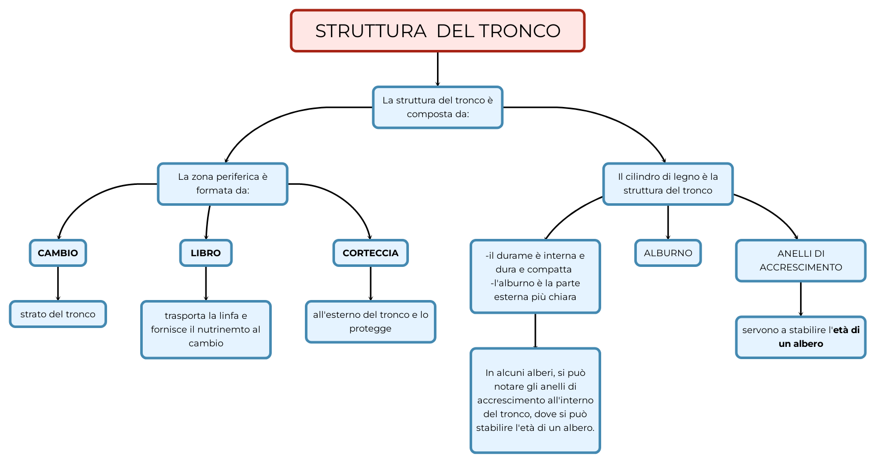 STRUTTURA DEL TRONCO | Mappa e riassunto