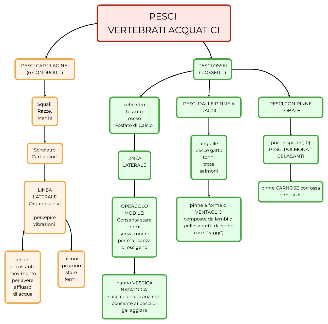 PESCI VERTEBRATI ACQUATICI | Mappa e riassunto