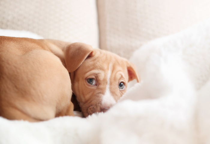 Autism Spectrum Wheel Explained - apricott ABA