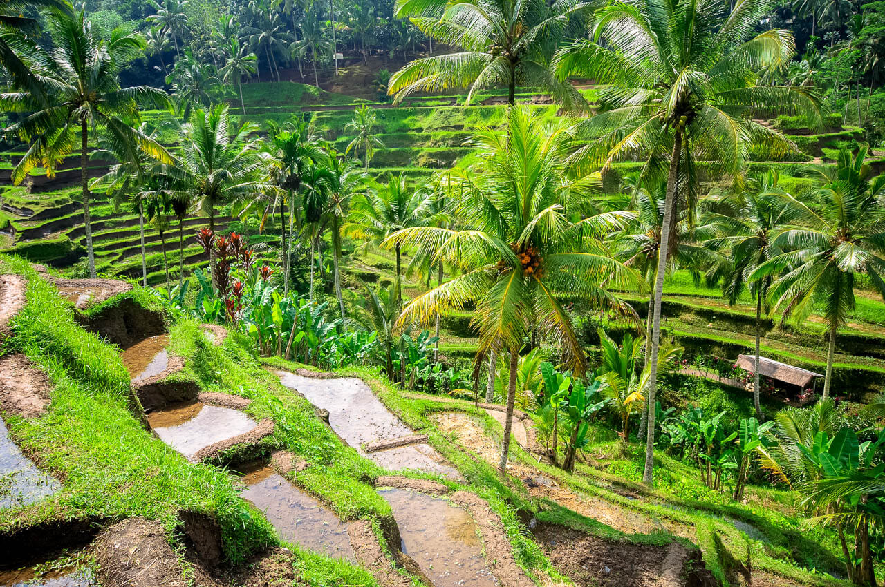 Koh Samui vs Bali: How to Choose? Compare Hotels, Weather & More