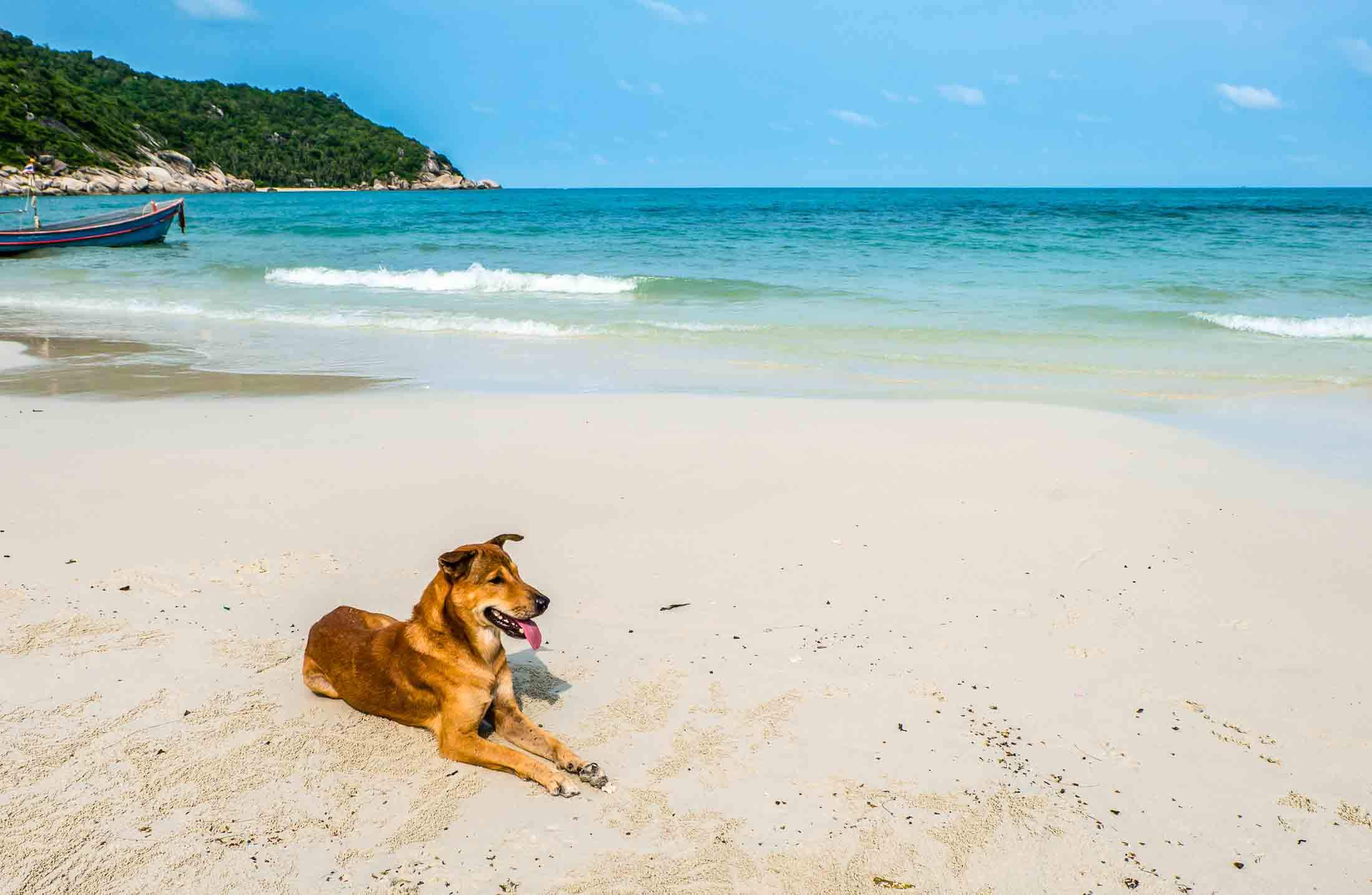 Koh Samui Dogs: Everything to Know About Dogs on Koh Samui