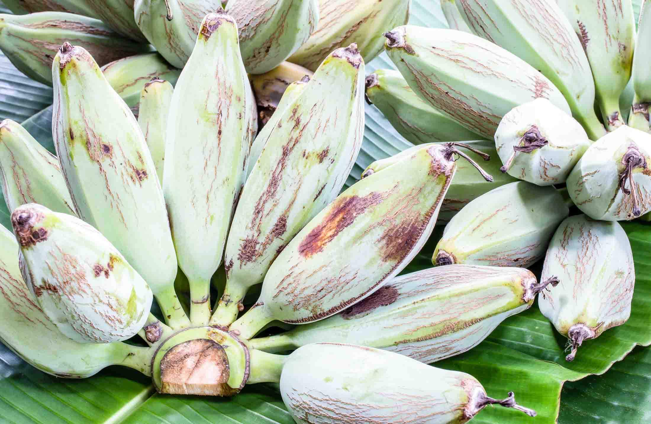 Bananas In Thailand Varieties Of Thai Bananas Bananas In Thailand Varieties Of Thai Bananas