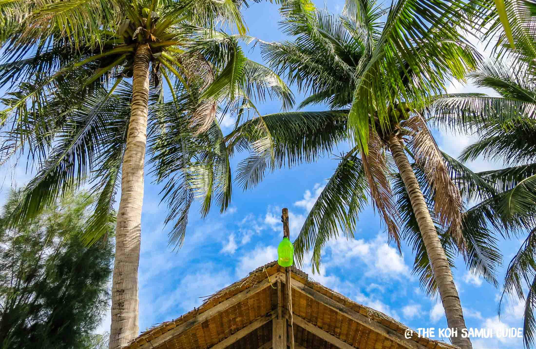 Had Bang Po Seafood: Koh Samui's Best Beach Restaurant
