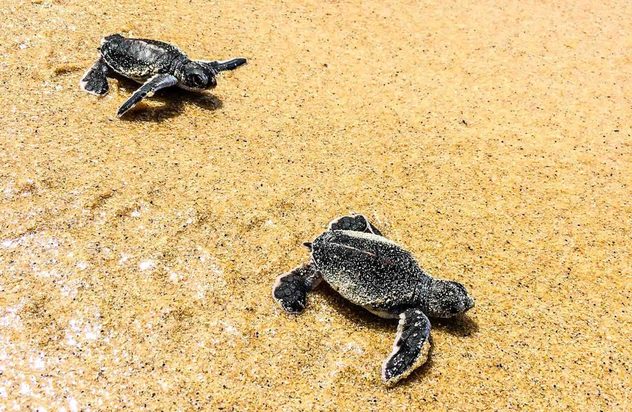 Endangered Hawksbill and Green Sea Turtles Born on Koh Samui