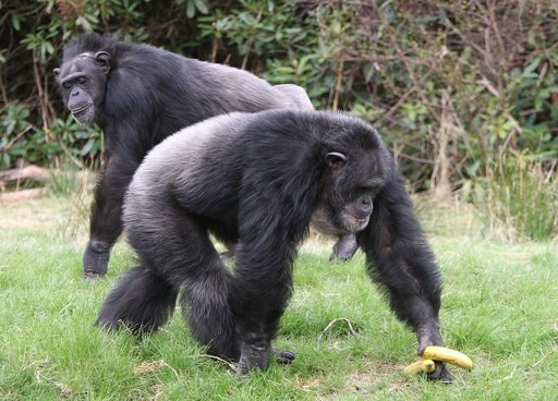 ‘Unique’ Evolution Gene Find Hailed