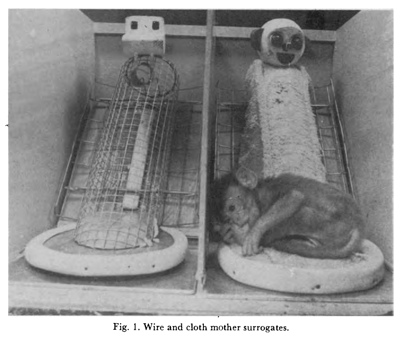 The Biological Scars of Separation
