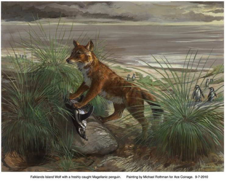 How Did This Extinct Wolf Come to Inhabit Islands?