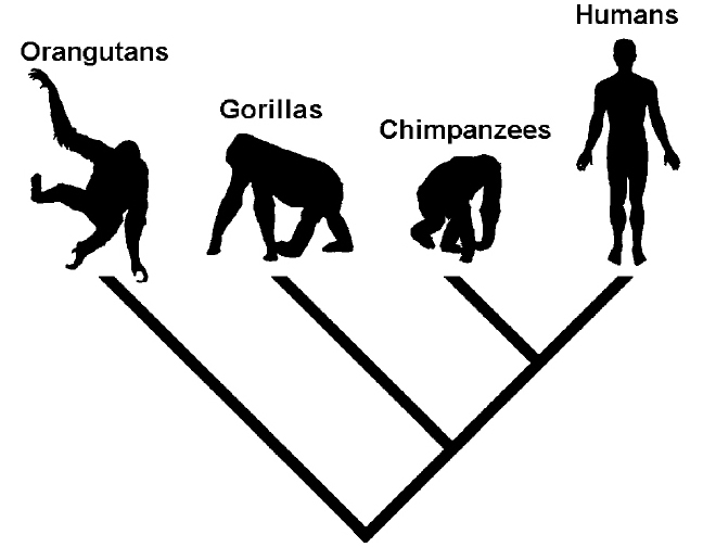 Why Darwin’s Tree of Life is a Cognitively Compelling Icon of Evolution