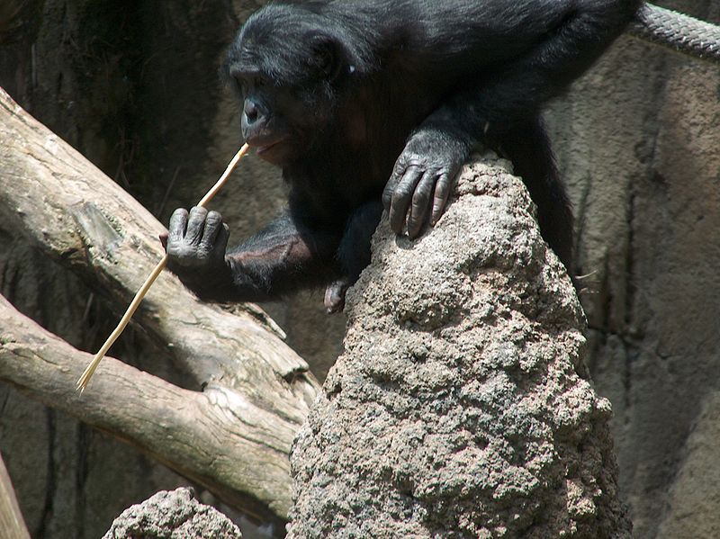 Chimps Learn Tool Use by Watching Others