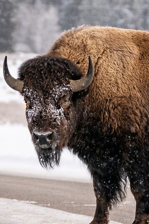 British Columbia Grey Wolf Hunt in Smithers, British Columbia, Canada ...