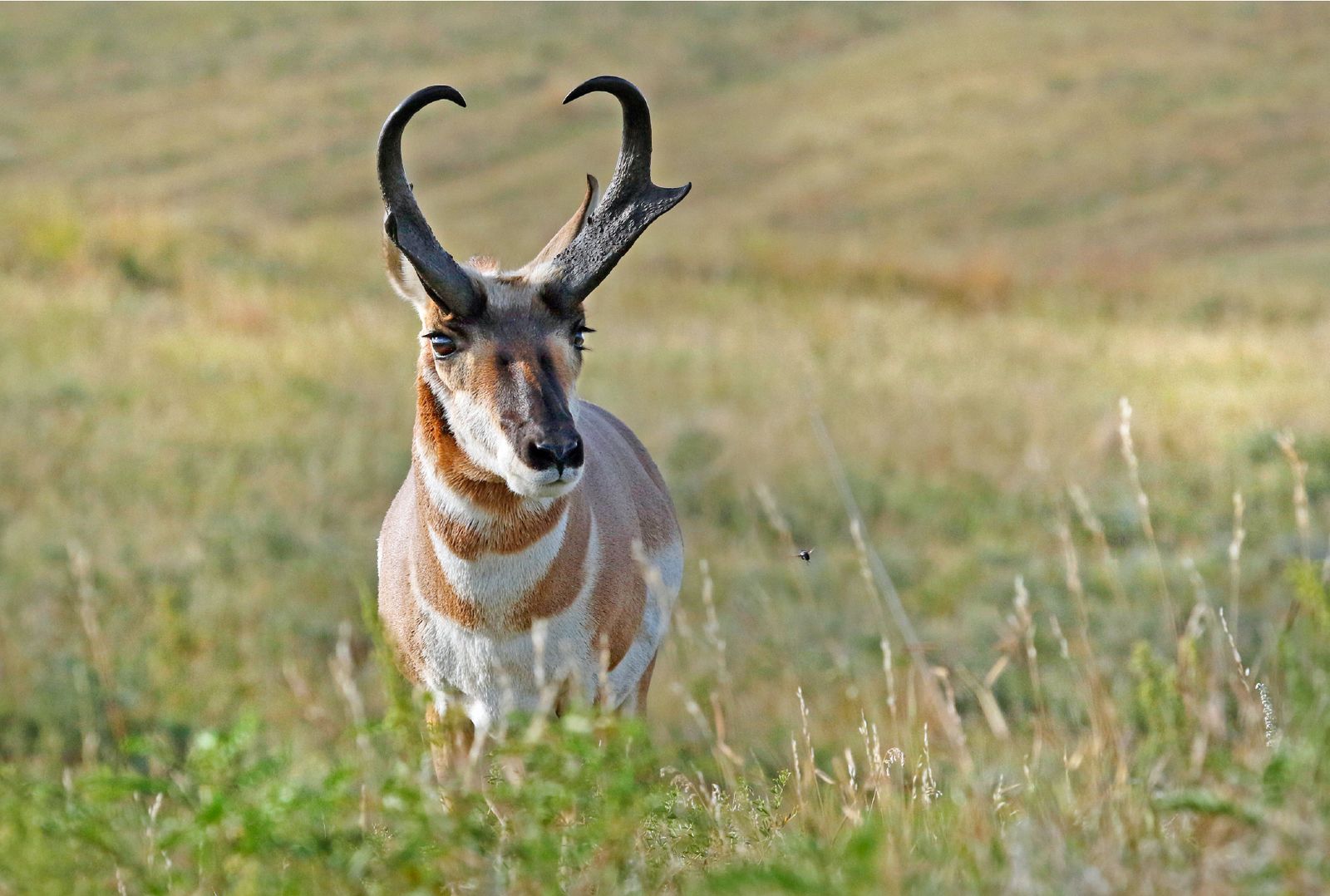 Antelope Hunting - Shoshone Adventures