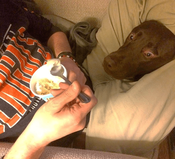 Why Are Labradors So Greedy