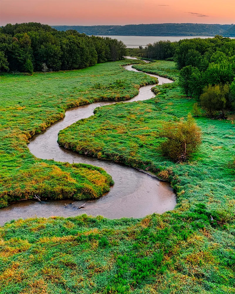 Liquid Trees: Pollutant & Carbon Removal by Diatoms