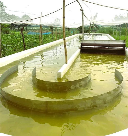 Liquid Trees: Pollutant & Carbon Removal by Diatoms