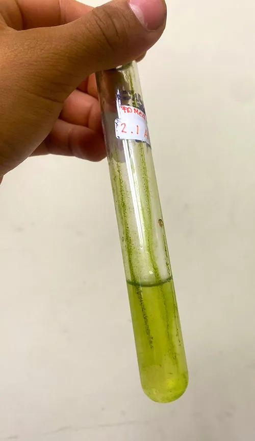 Liquid Trees: Pollutant & Carbon Removal by Diatoms