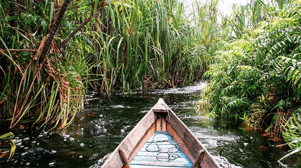 Liquid Trees: Pollutant & Carbon Removal by Diatoms