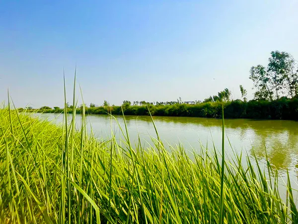 Liquid Trees: Pollutant & Carbon Removal by Diatoms