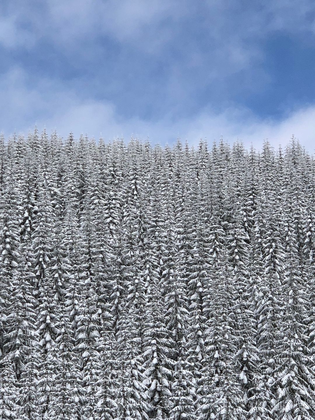 Discover the Beauty of Seasonal Greens | Continental Floral Greens