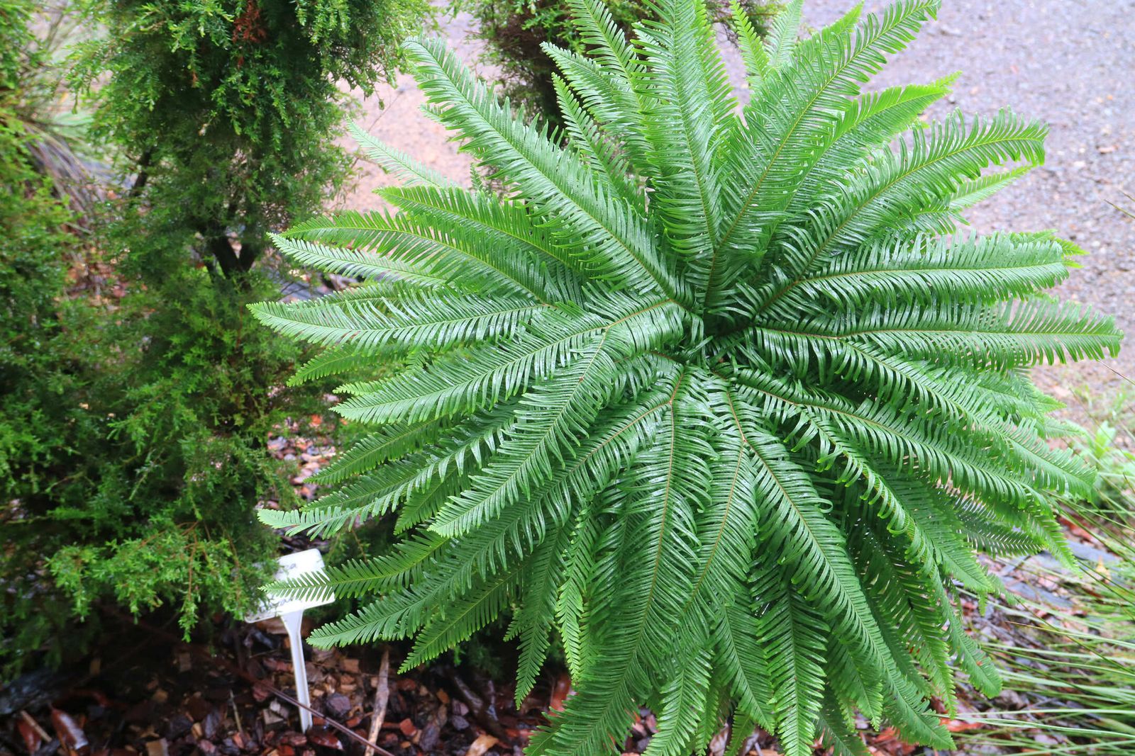 The Aussie - Umbrella plant from Continental Floral Greens