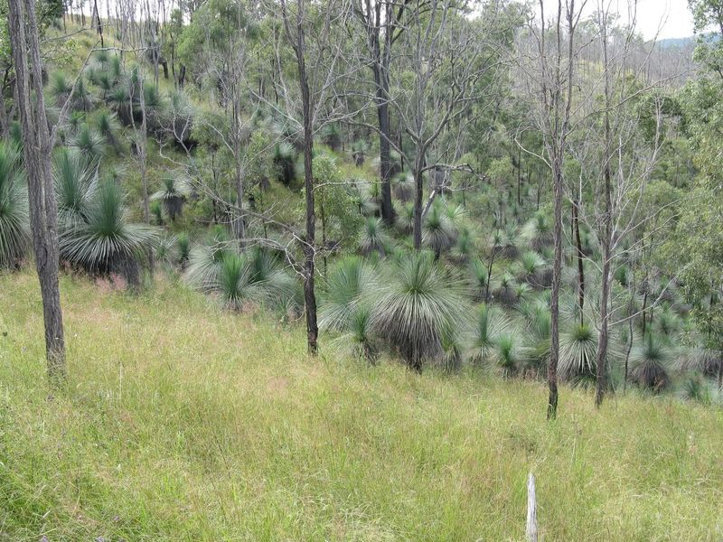 Steel Grass