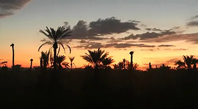 Liquid Trees: Pollutant & Carbon Removal by Diatoms