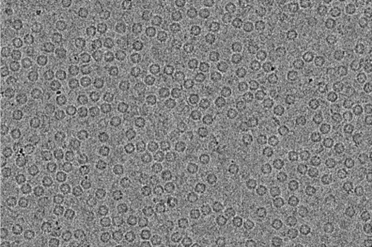 Negative Stain cryo-EM for proteins | Nano Imaging Services