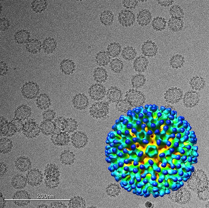 Virus-Like Particles (VLPs)