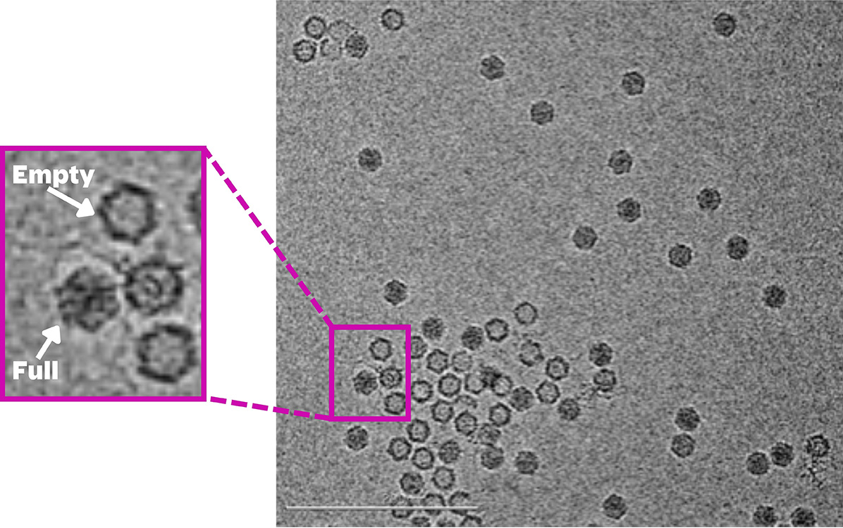 Virus-Like Particles (VLPs)