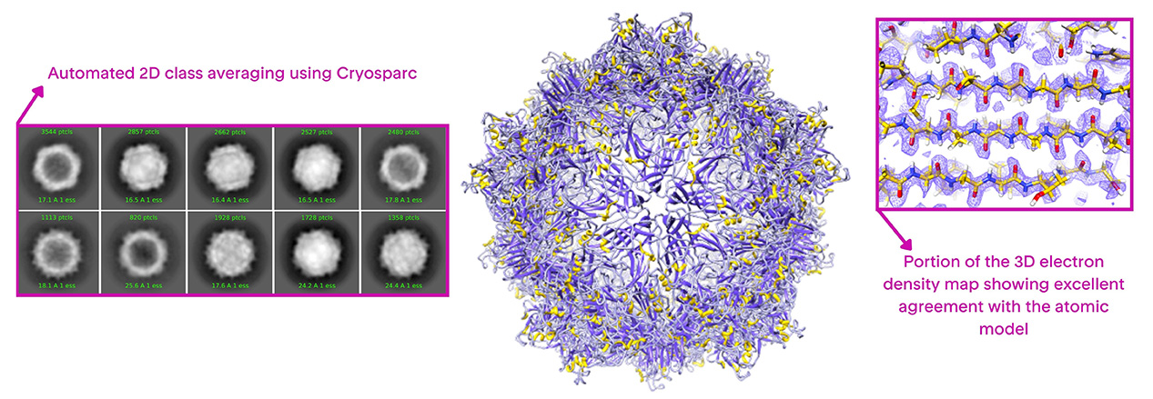 Virus-Like Particles (VLPs)