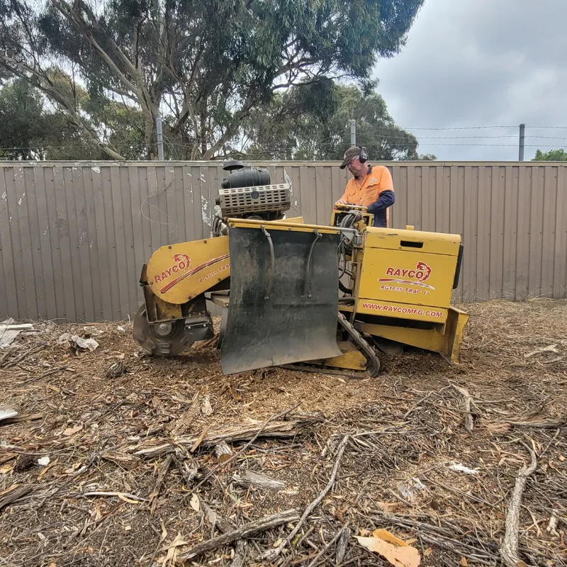 Tree Removal In Ballarat | Rapid Tree Solutions