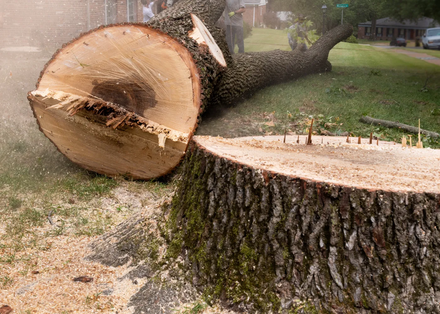 Tree Removal In Ballarat | Rapid Tree Solutions