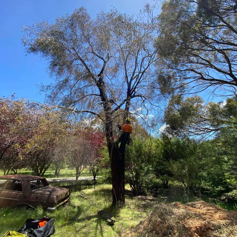 Tree Climbing Services In Ballarat | Rapid Tree Solutions