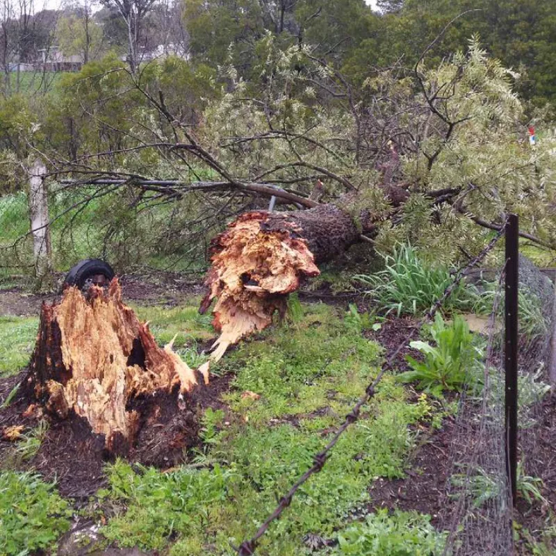 Tree Stump Removal In Ballarat | Rapid Tree Solutions