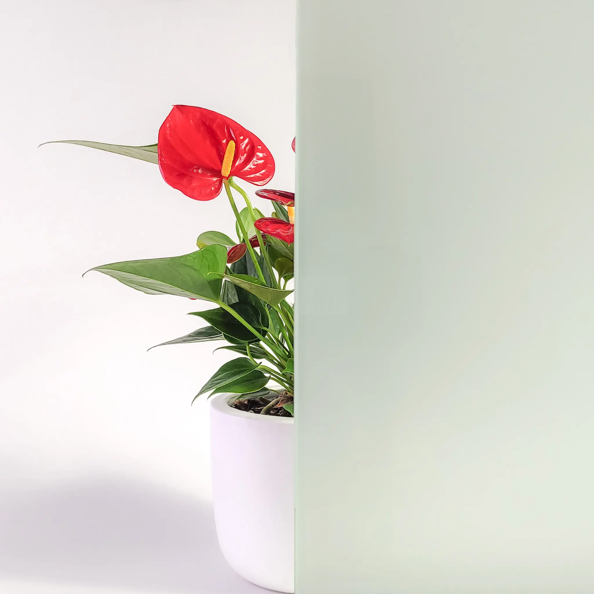 Increase Privacy with Atlas Glass' Obscure Glass Supply | Atlas Glass