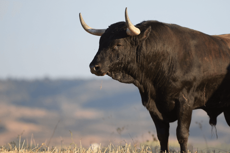 5 Tips for Bull Sales - A Buyer’s Guide | Redd Summit Advisors