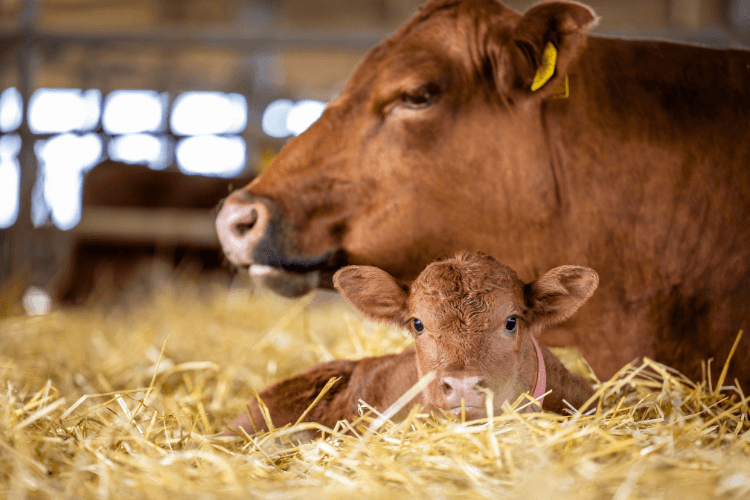 Preparing for Spring Calving Season | Redd Summit Advisors
