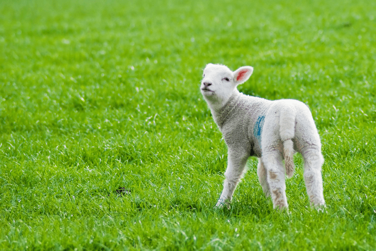 How to Manage Bummer Lambs | Redd Summit Advisors
