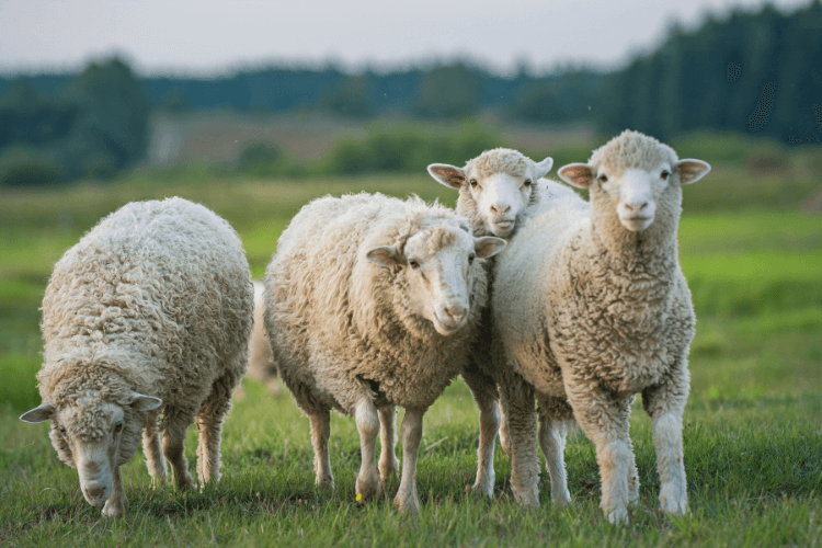 Lambing Season: How to Prepare | Redd Summit Advisors
