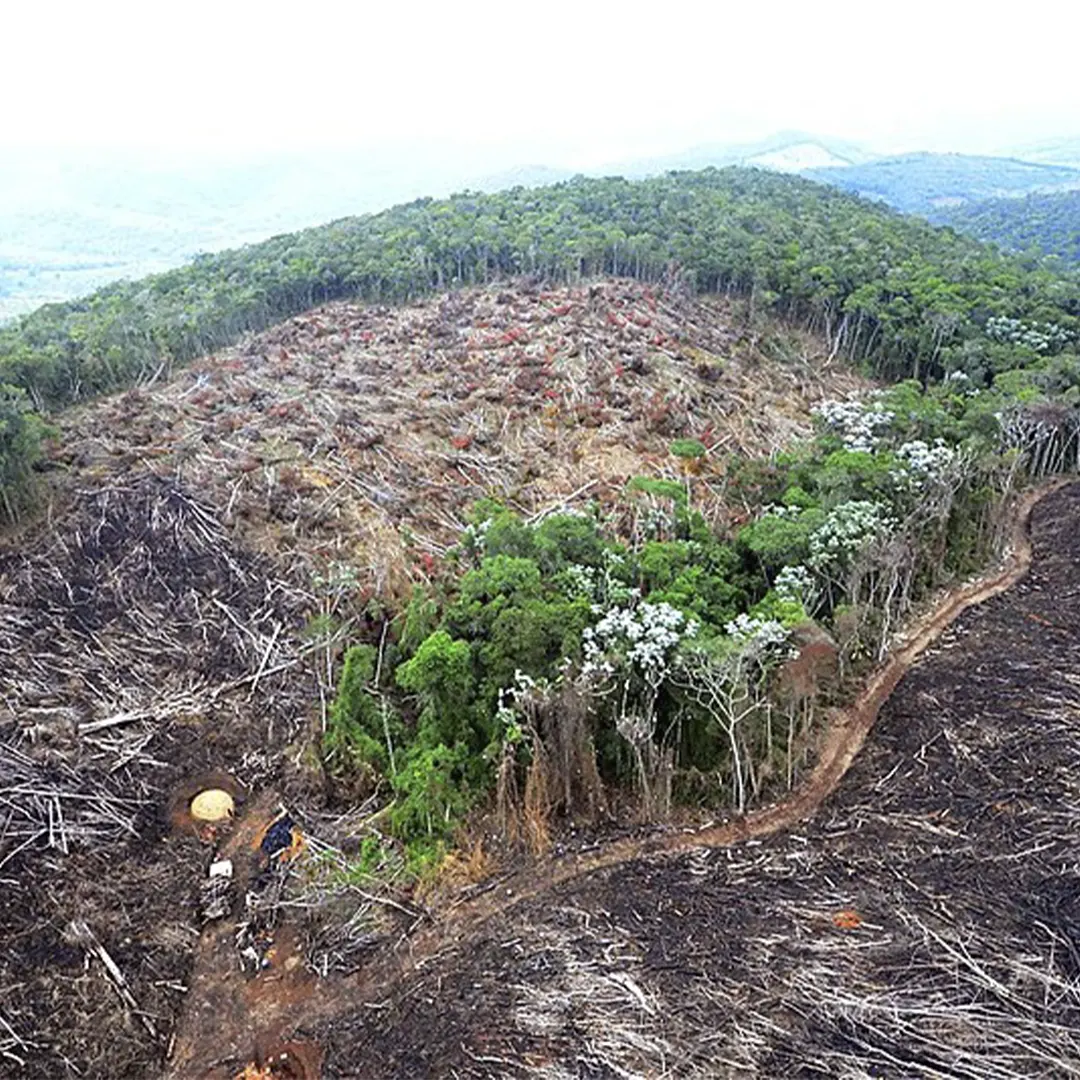 Mata Atlântica lidera lista de biomas com espécies ameaçadas - Meio ...