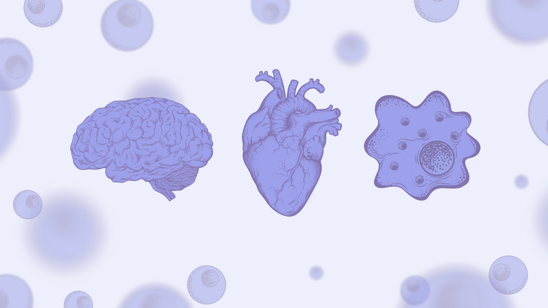 Isolate & Measure Extracellular Vesicles & Nanoparticles